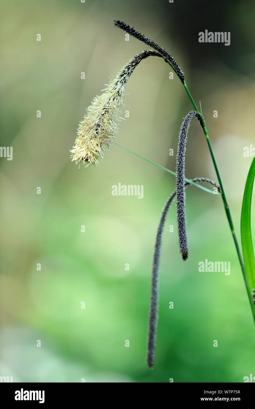 Pendulous sedge hi-res stock photography and images - Alamy