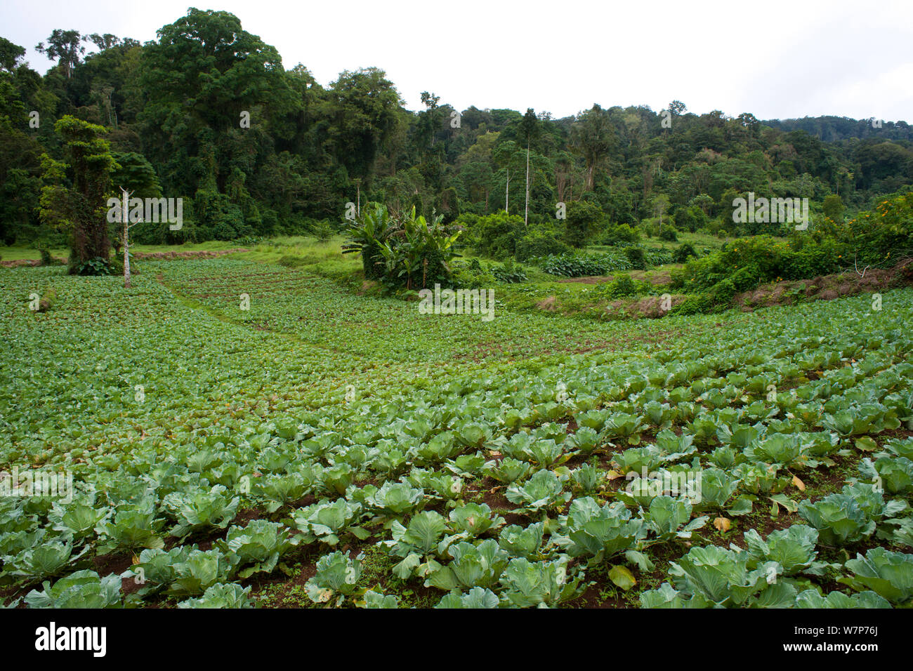 Deforestation agriculture hi-res stock photography and images - Alamy