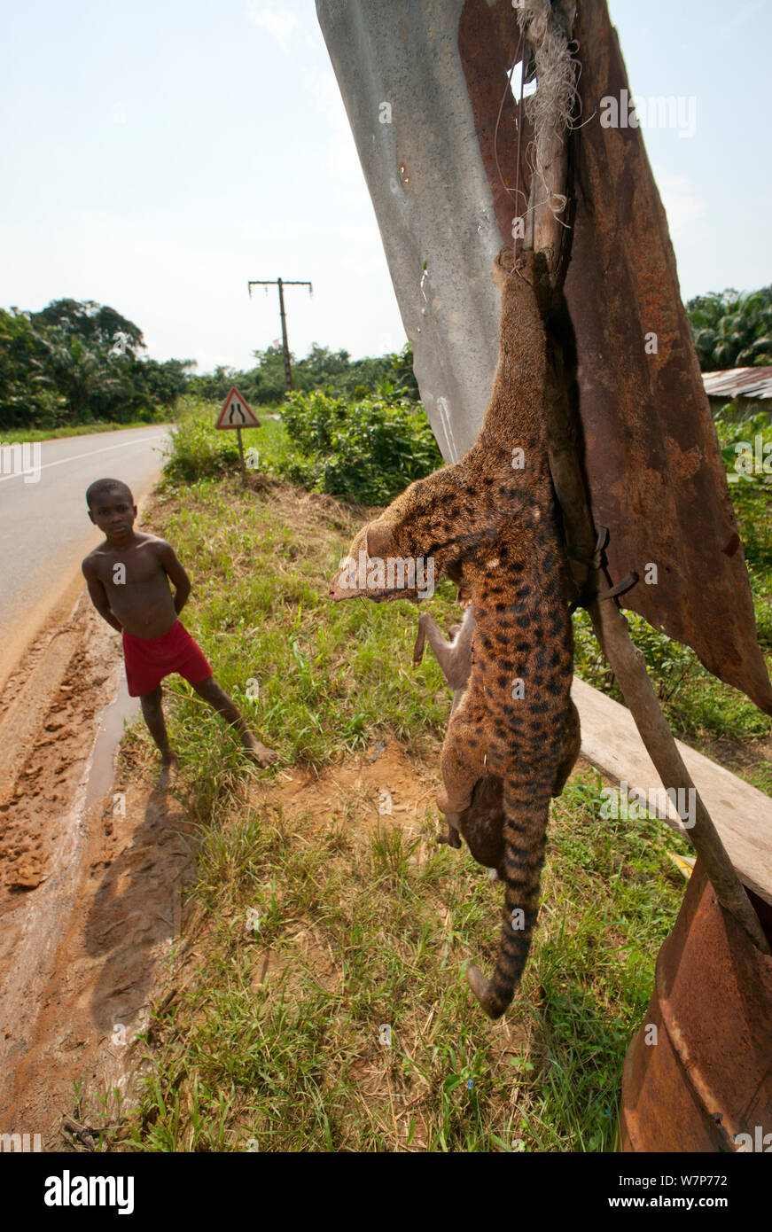 Bushmeat trade on roadside with a young boy stands near his father's ...