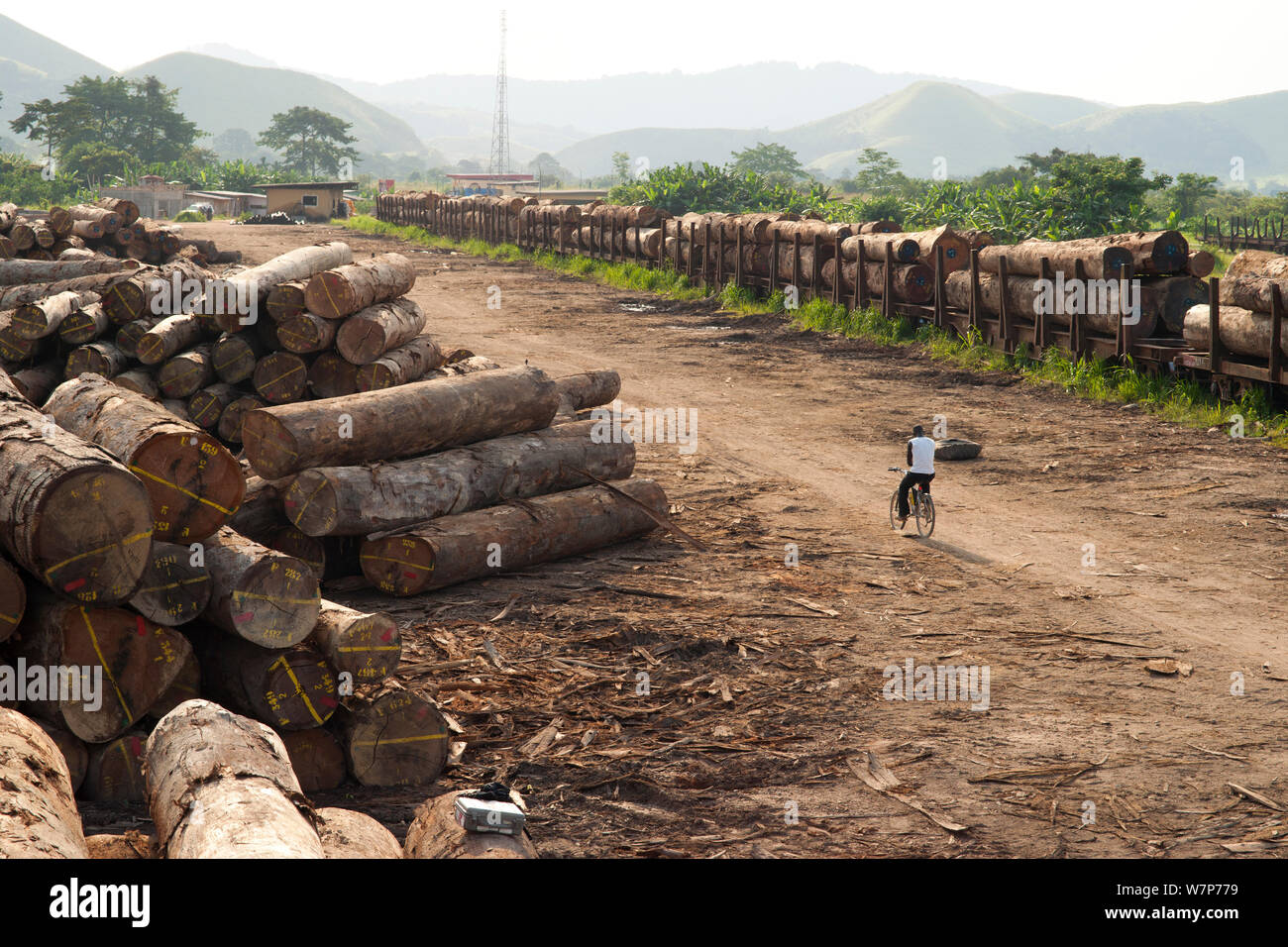 Cyclist moves through lumber yard showing large-scale hardwood timber ...