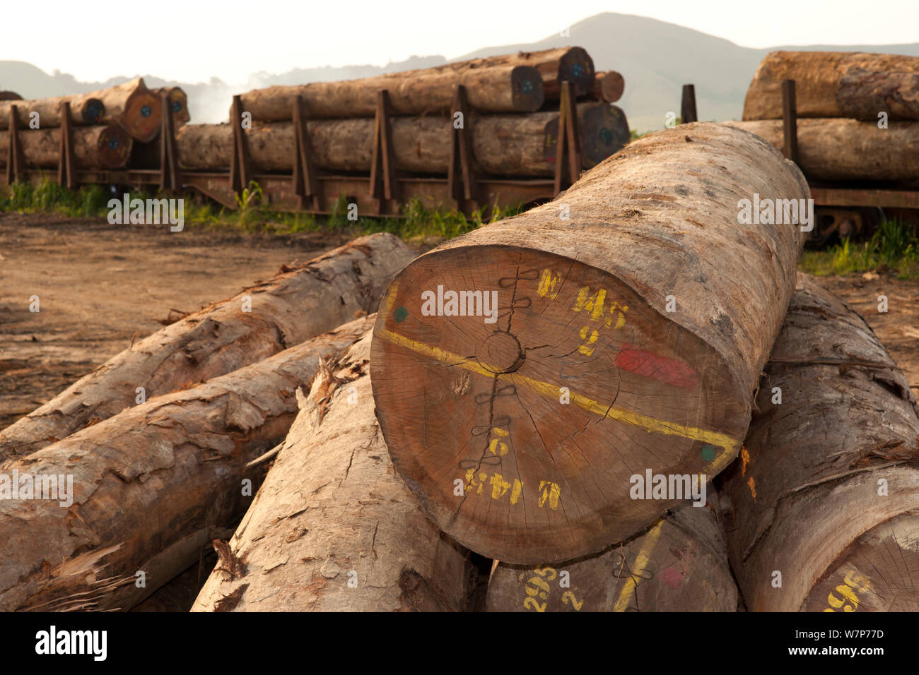 Mass deforestation hi-res stock photography and images - Alamy