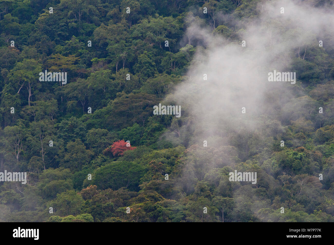 Aerial view of Lope National Park rainforest with early morning cloud ...