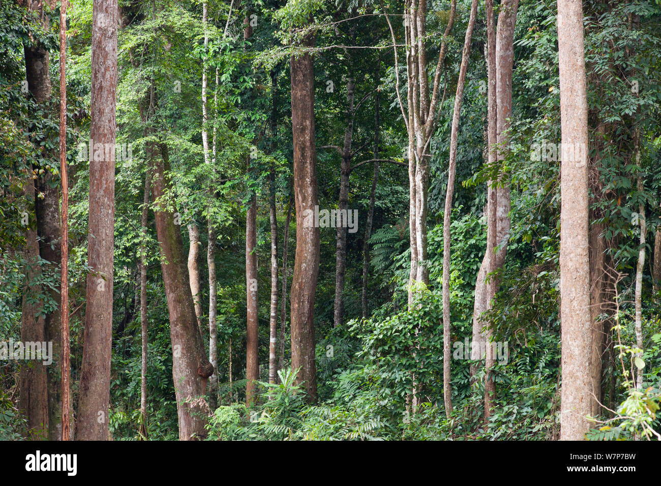 Tropical rainforest habitat in Lope National Park, Gabon Stock Photo ...