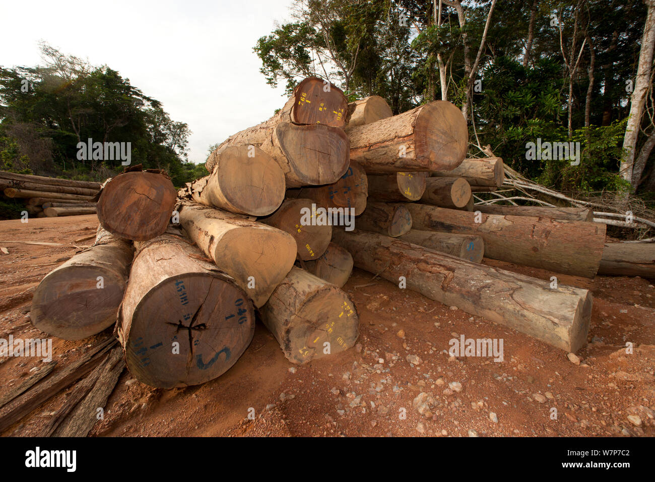 Timber Extraction Stock Photos & Timber Extraction Stock Images - Alamy