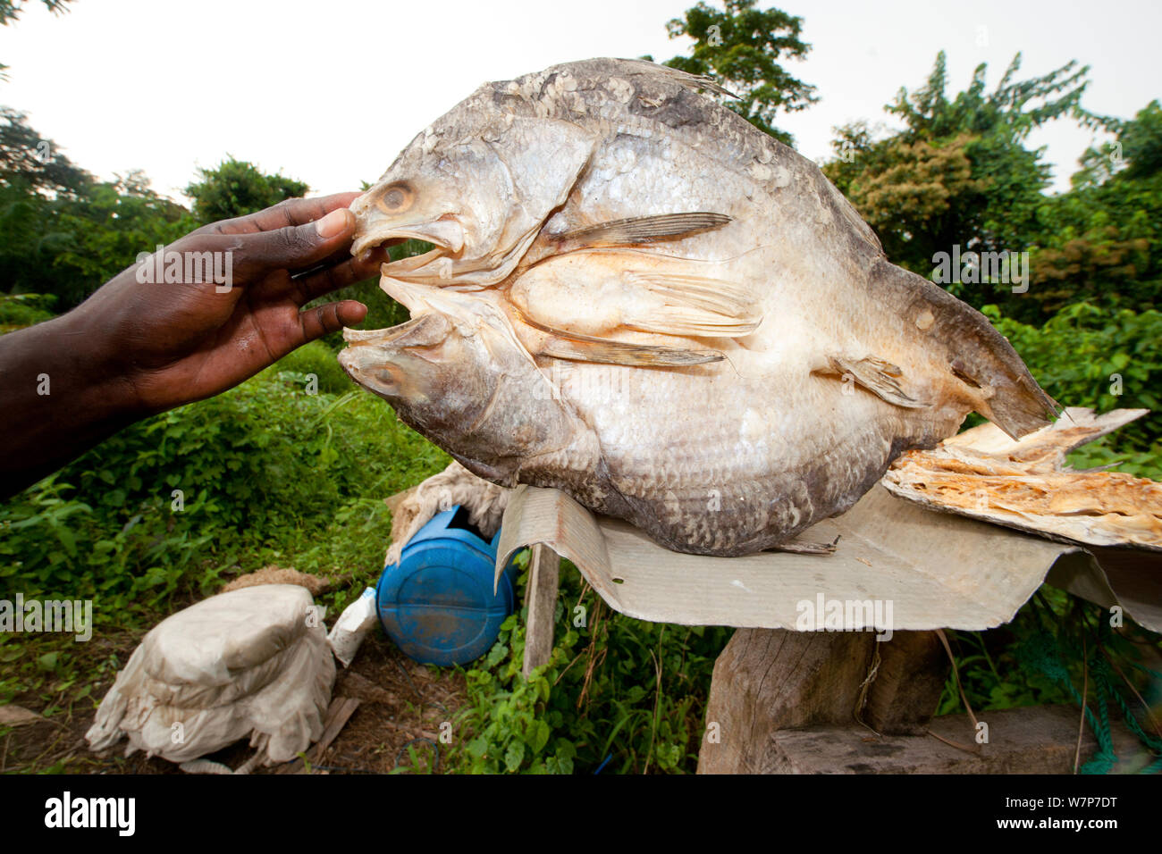 Sun-dried fish provides many families with a readily available supply ...
