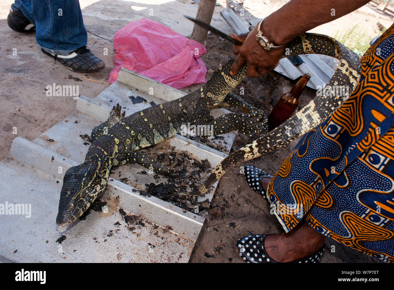 Gamba gabon hi-res stock photography and images - Alamy