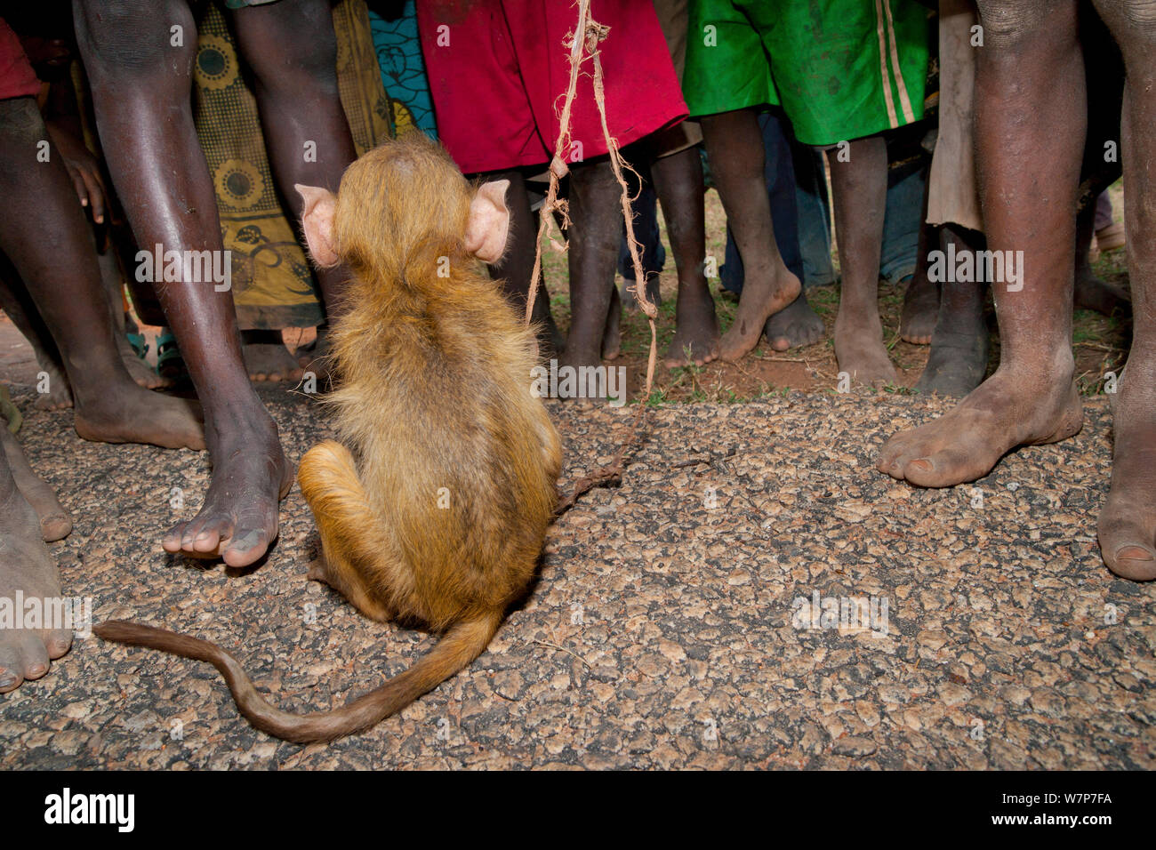 Captive africa hi-res stock photography and images - Alamy