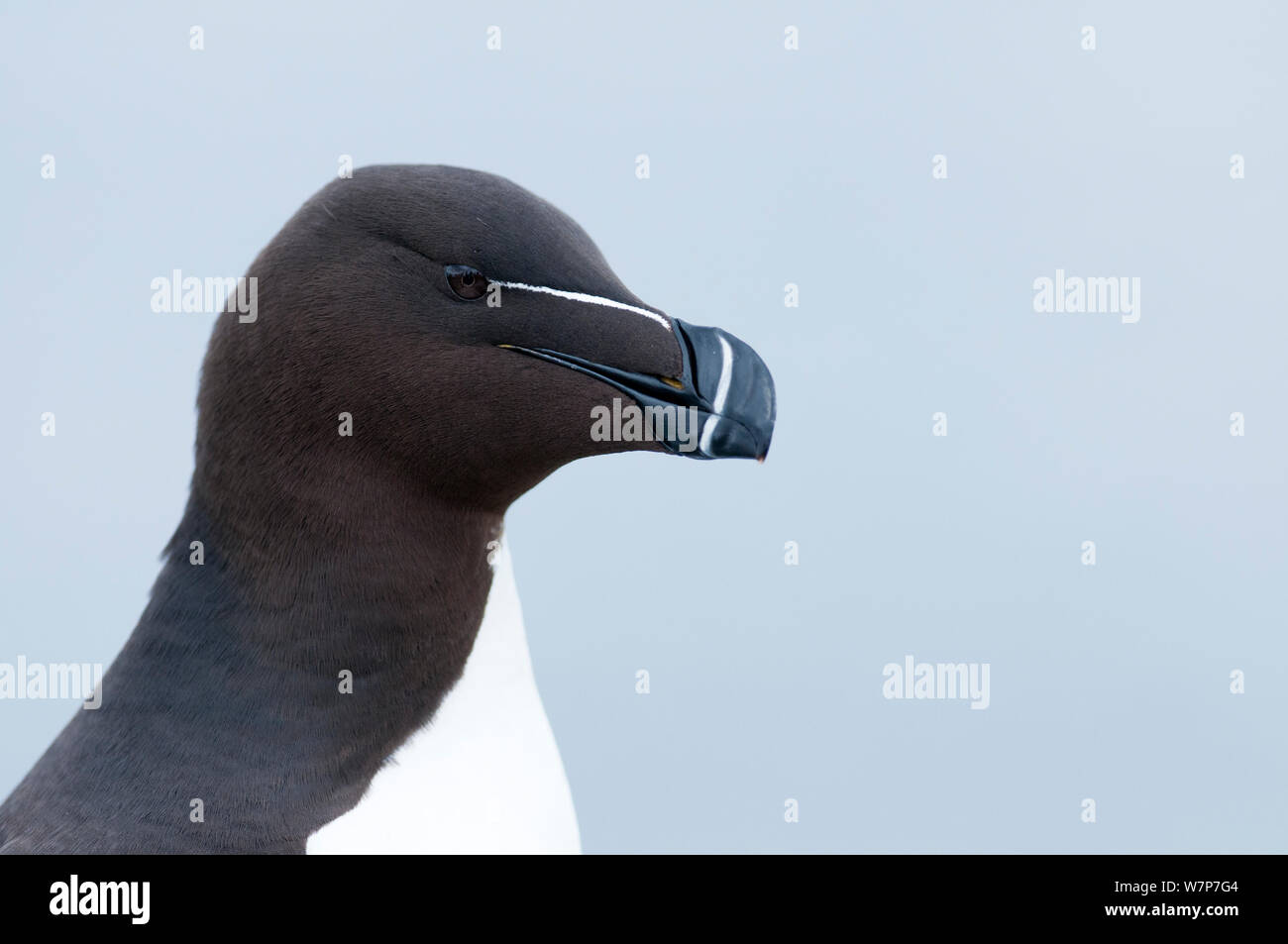 Razorbill (Alca torda), Inner Farne islands, Northumberland, June Stock ...