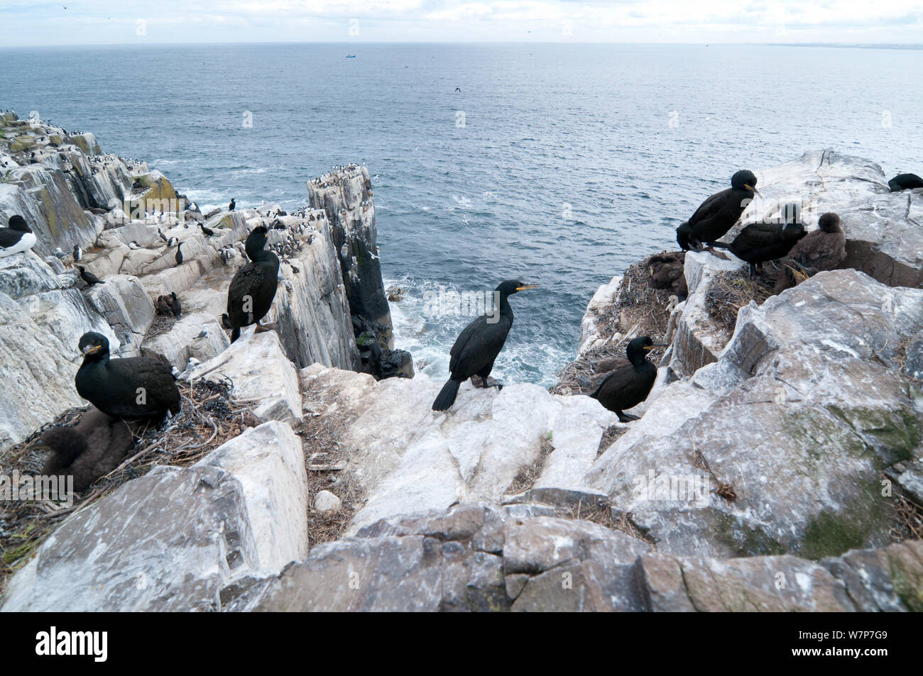 Alcidae hi-res stock photography and images - Alamy