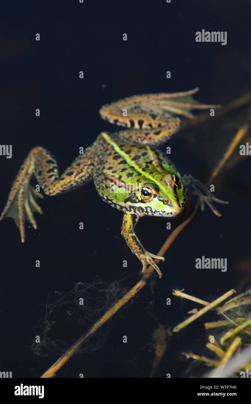 Marsh Frog (Rana ridibunda) in water. Bexington, Dorset, UK, May Stock ...
