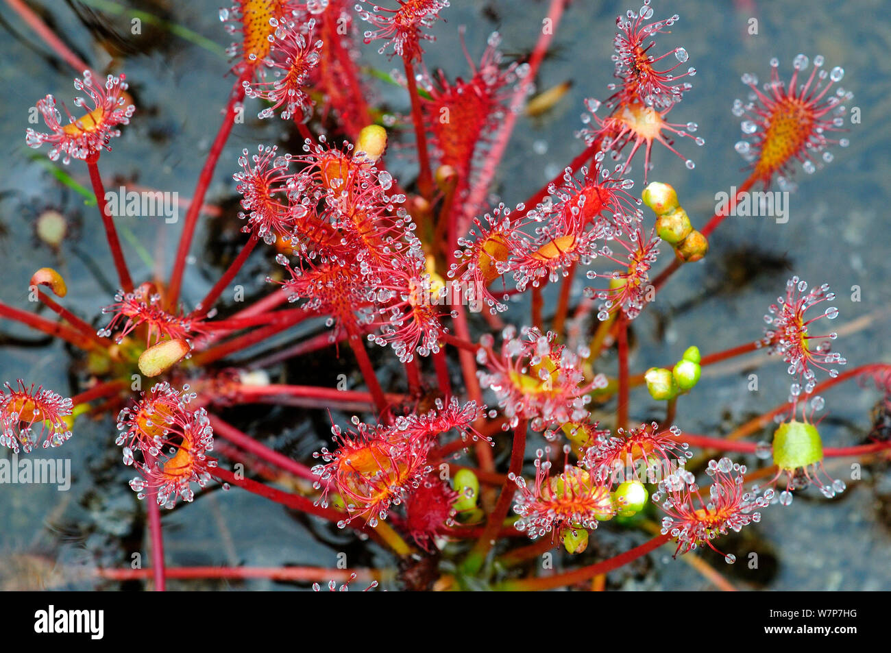 Long-leaved sundew (Drosera intermedia) showing flower buds. Dorset, UK ...