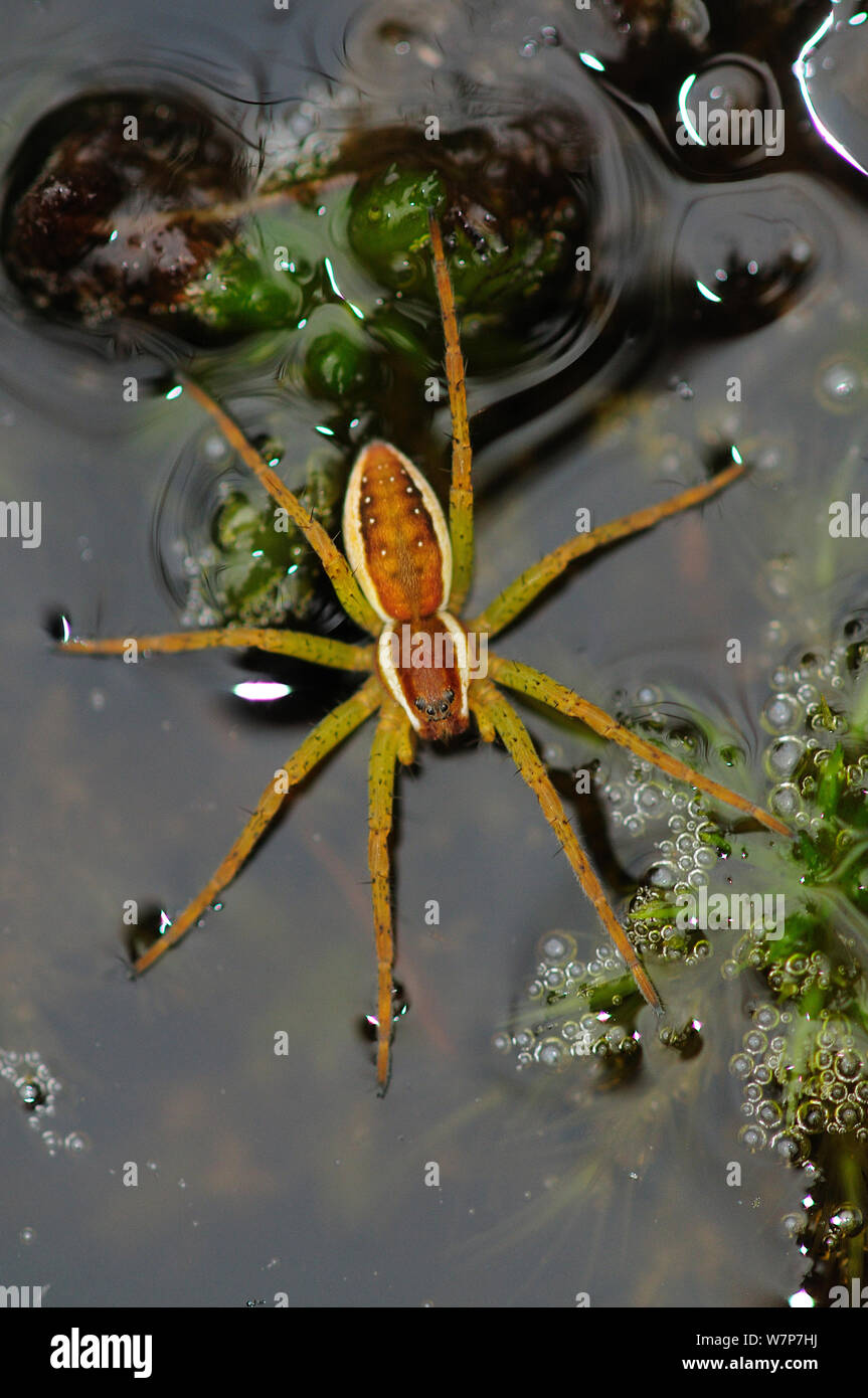 Raft spiders hi-res stock photography and images - Alamy