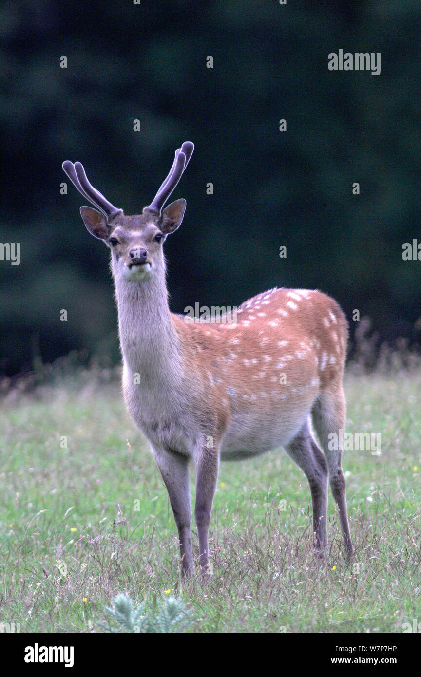 Sika (Cervus nippon) stag in velvet - antlers in growth stage. Arne ...