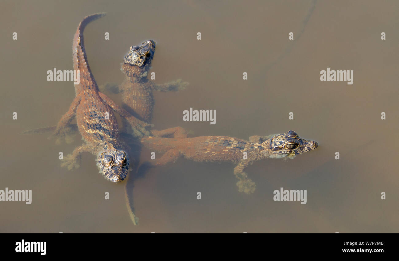 Spectacled caiman (Caiman crocodilus) group of babies swimming together ...