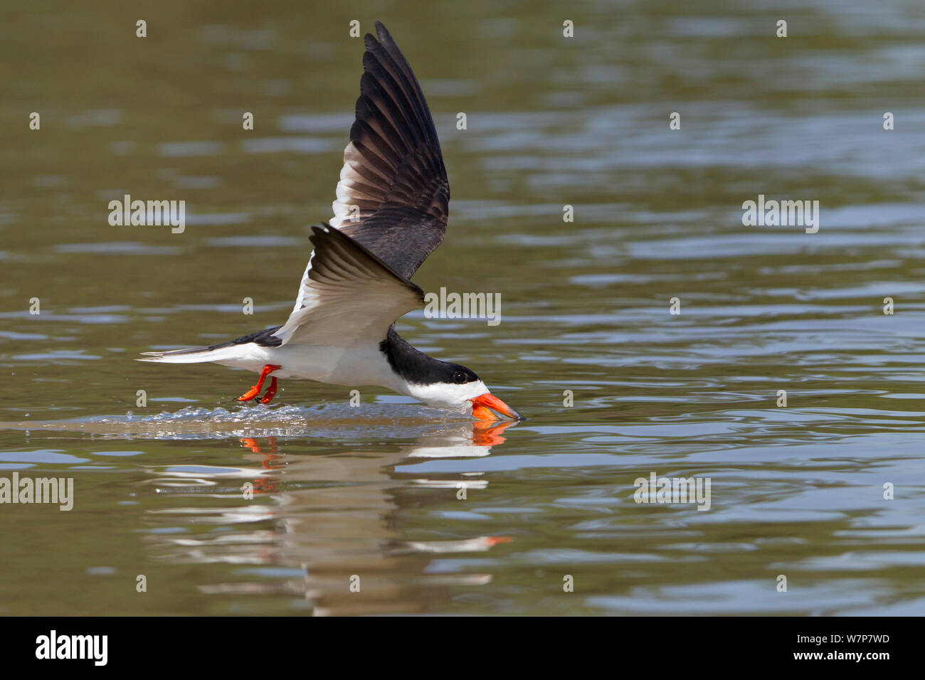 Skimming along the surface hi-res stock photography and images - Alamy