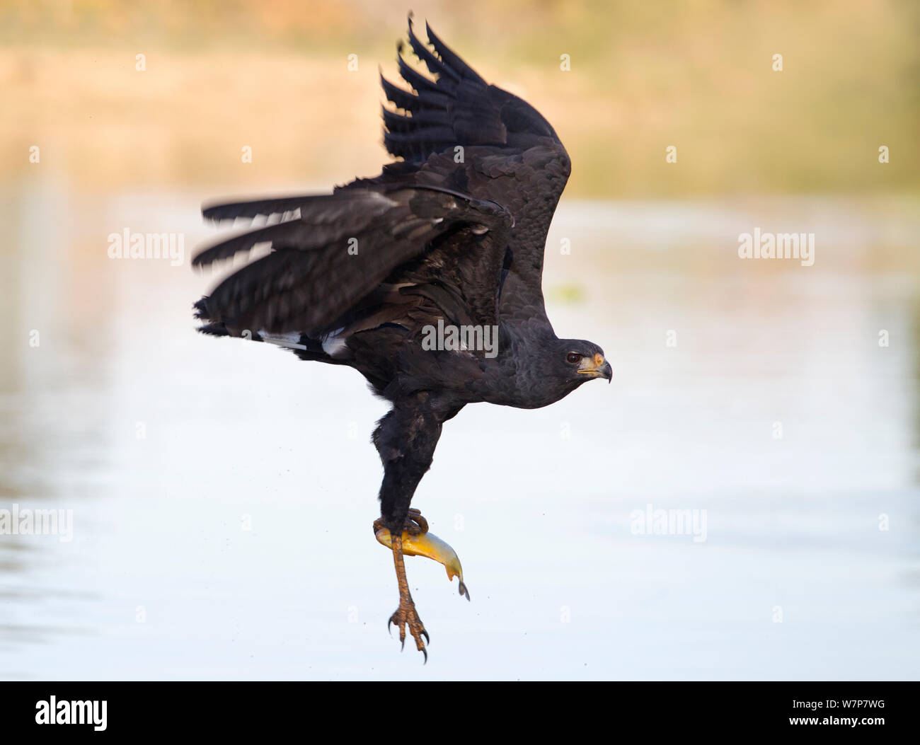 Fishing hawks hi-res stock photography and images - Alamy