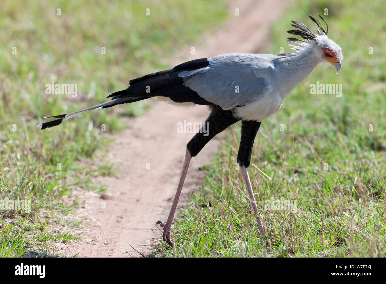Secretary bird (Sagittarius serpentarius) male hunting, Masai Mara ...