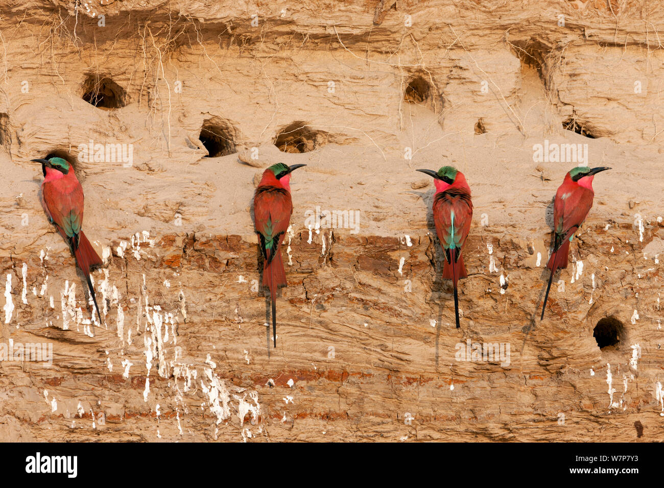 Carmine bee-eaters (Merops nubicus) next to nest holes in river bank in ...