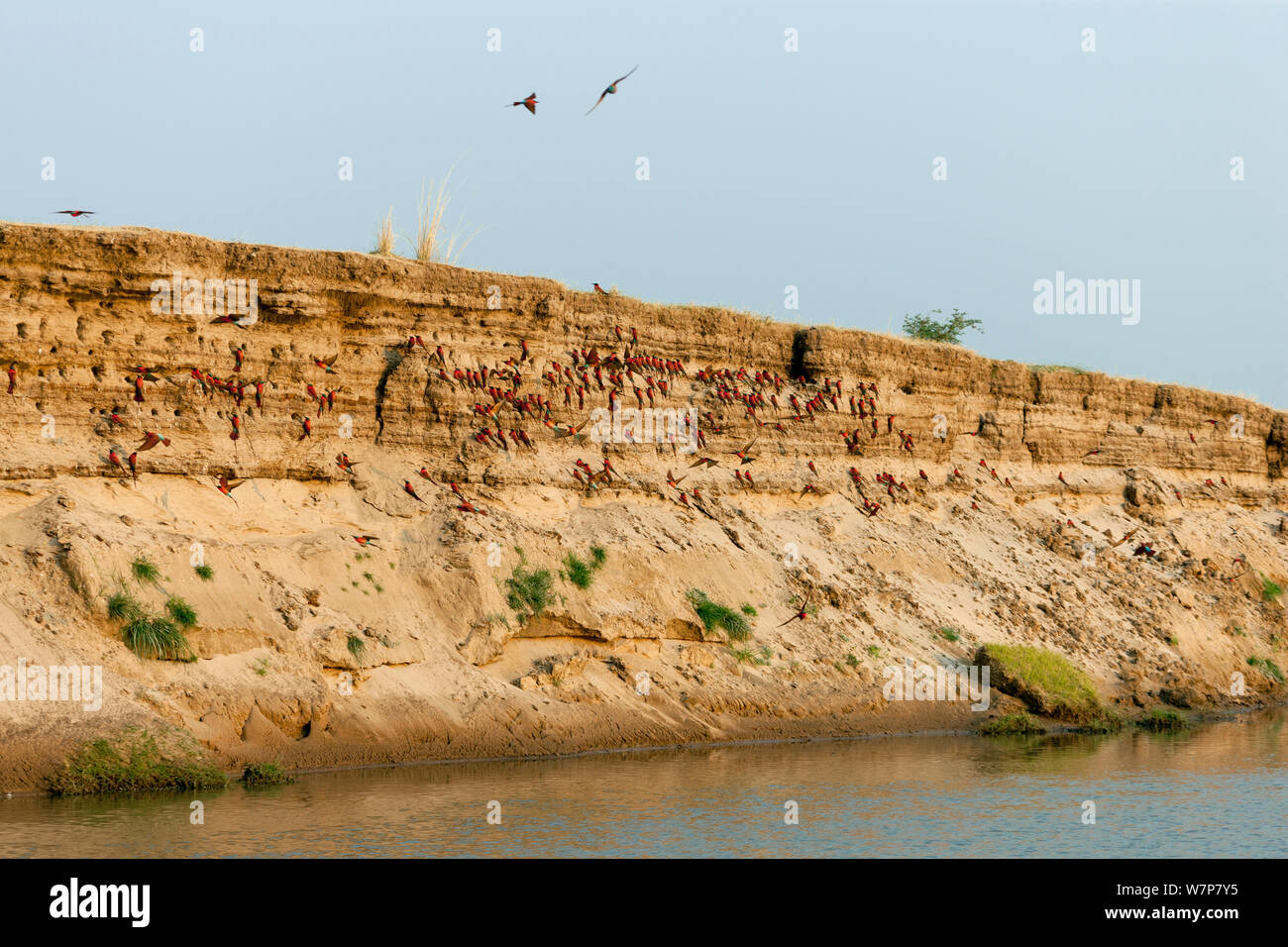 Carmine bee-eaters (Merops nubicus) nesting site in river bank, South ...