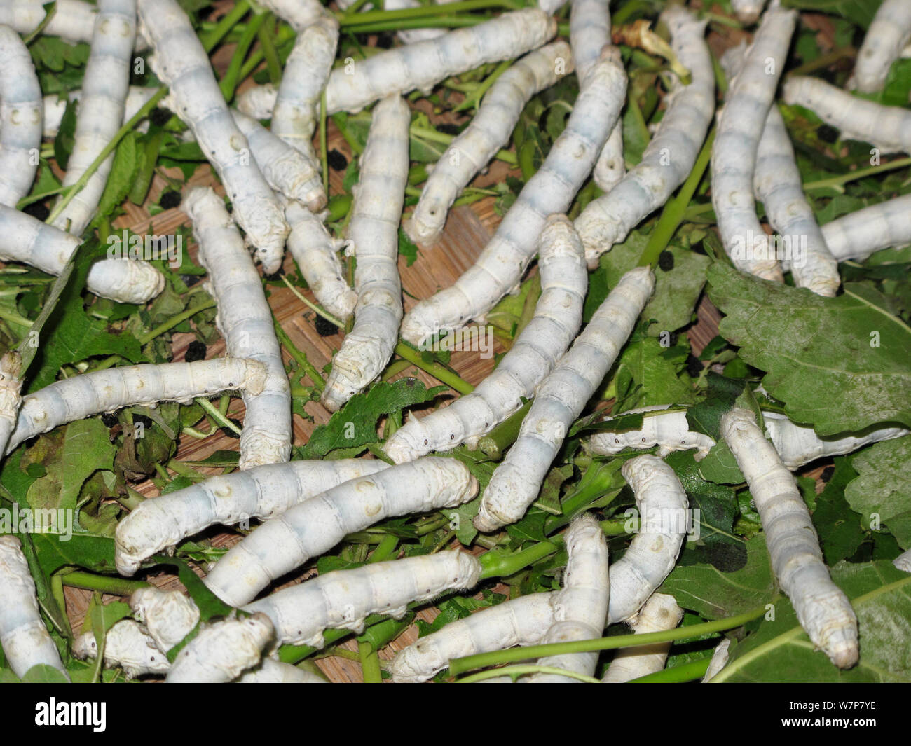 Silkworm moth (Bombyx mori) larvae feeding on leaves in Hoi An, Vietnam ...