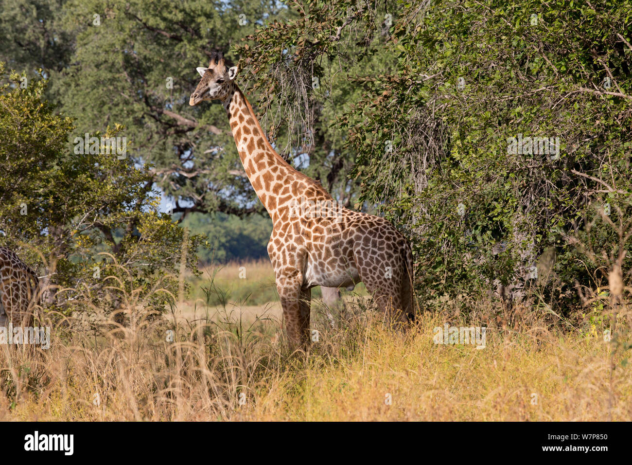 Thornicroft's giraffe hi-res stock photography and images - Alamy