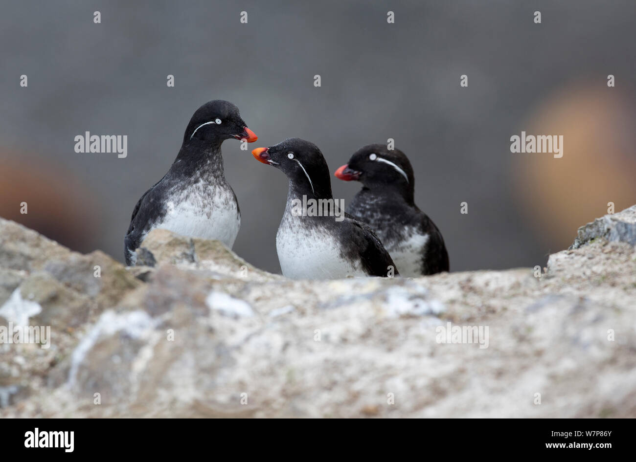 Russian birds hi-res stock photography and images - Alamy