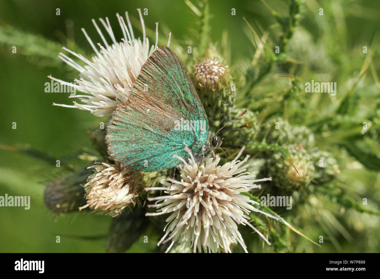 Wales insects hi-res stock photography and images - Alamy