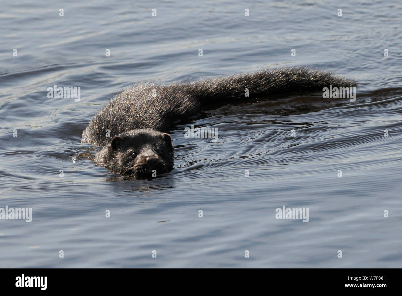 American mink (Mustela vison) swimming in a drainage channel, RSPB ...