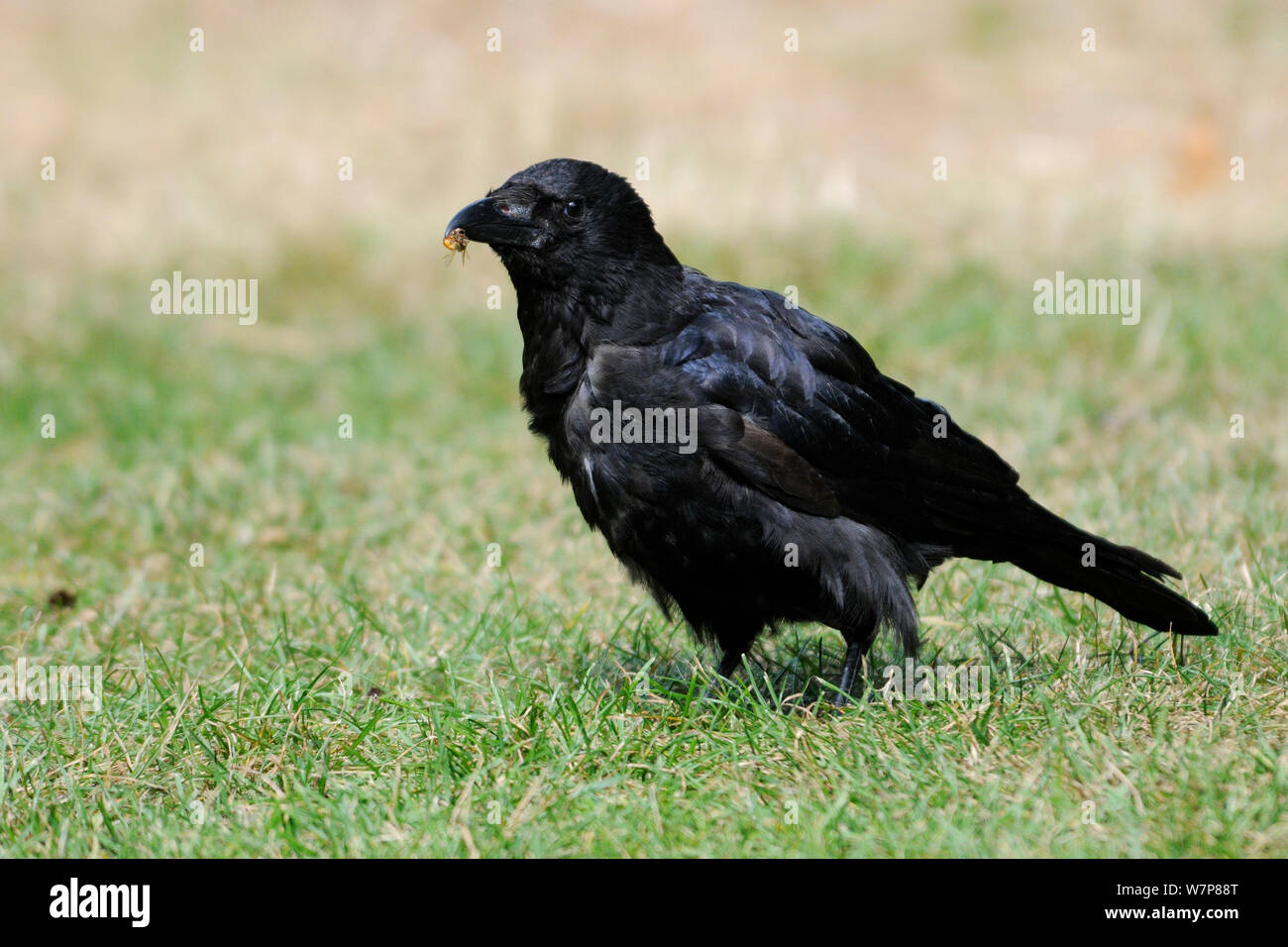 Carrion crow (Corvus corone) young with a Honey bee (Apis mellifera ...