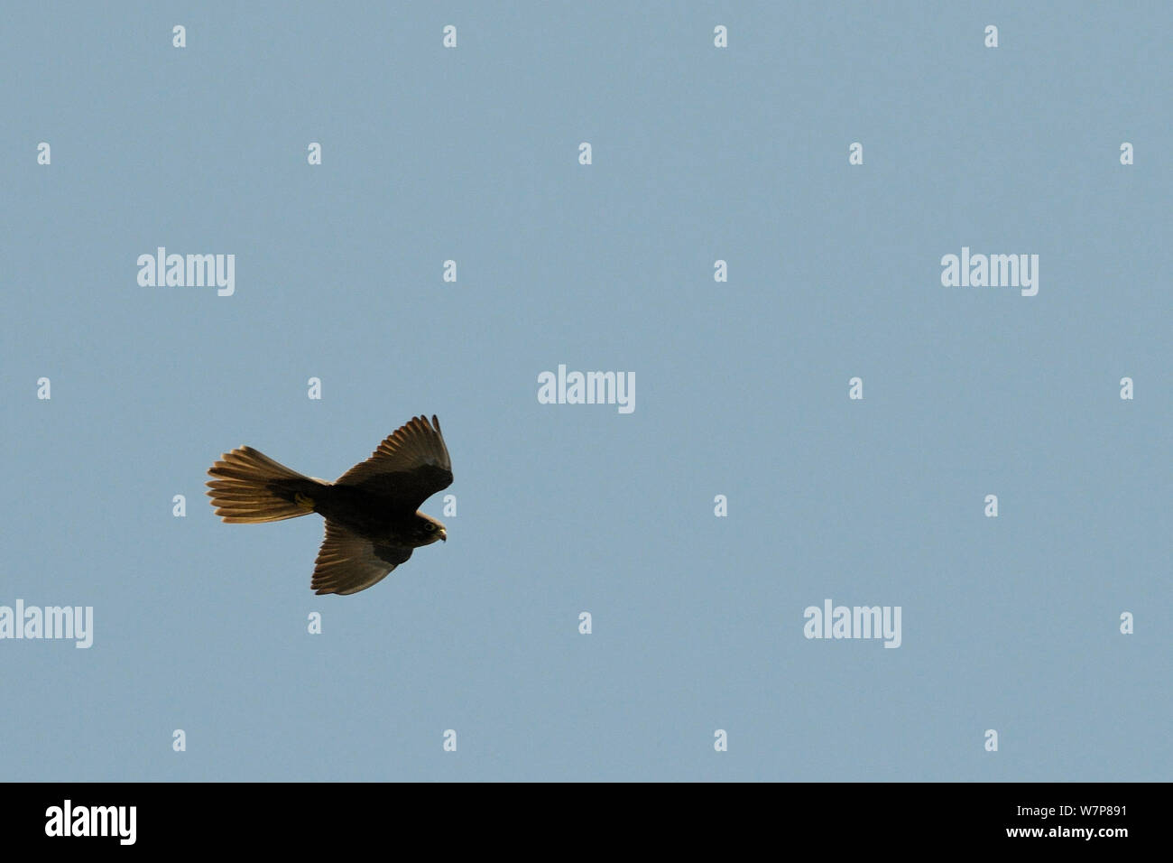 Overhead flight of birds hi-res stock photography and images - Alamy