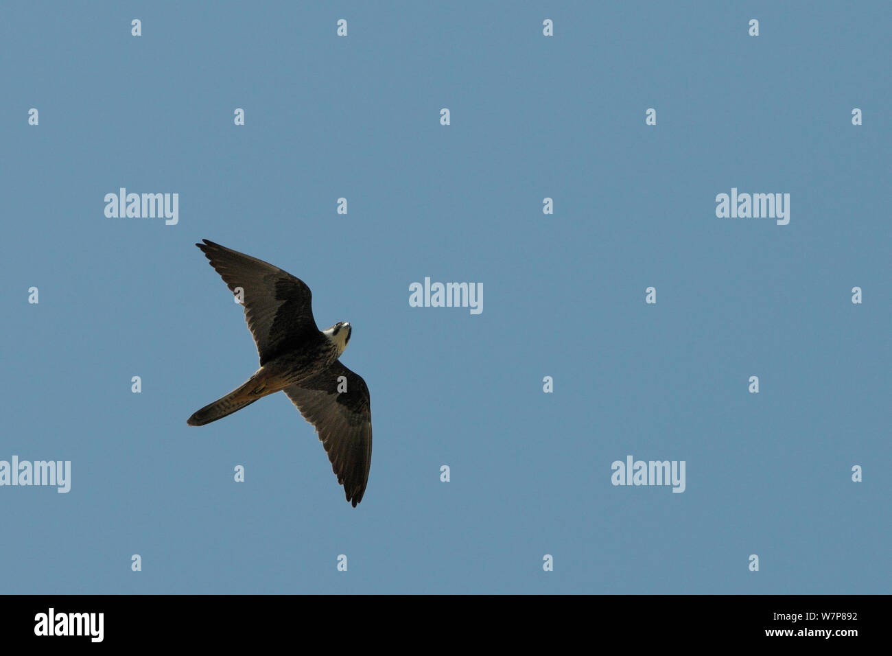 Overhead flight of birds hi-res stock photography and images - Alamy