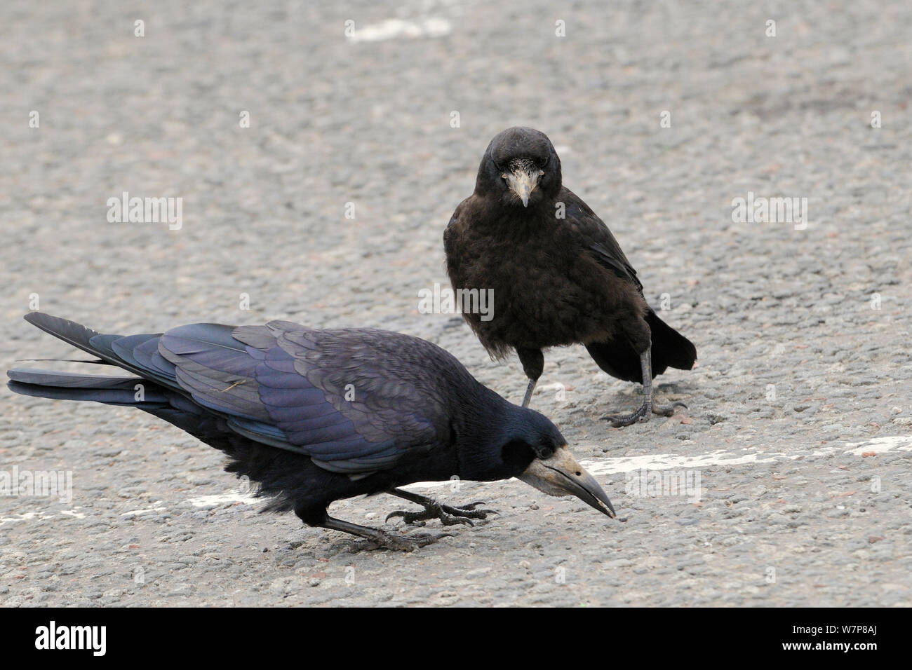 Juvenile crows hi-res stock photography and images - Alamy