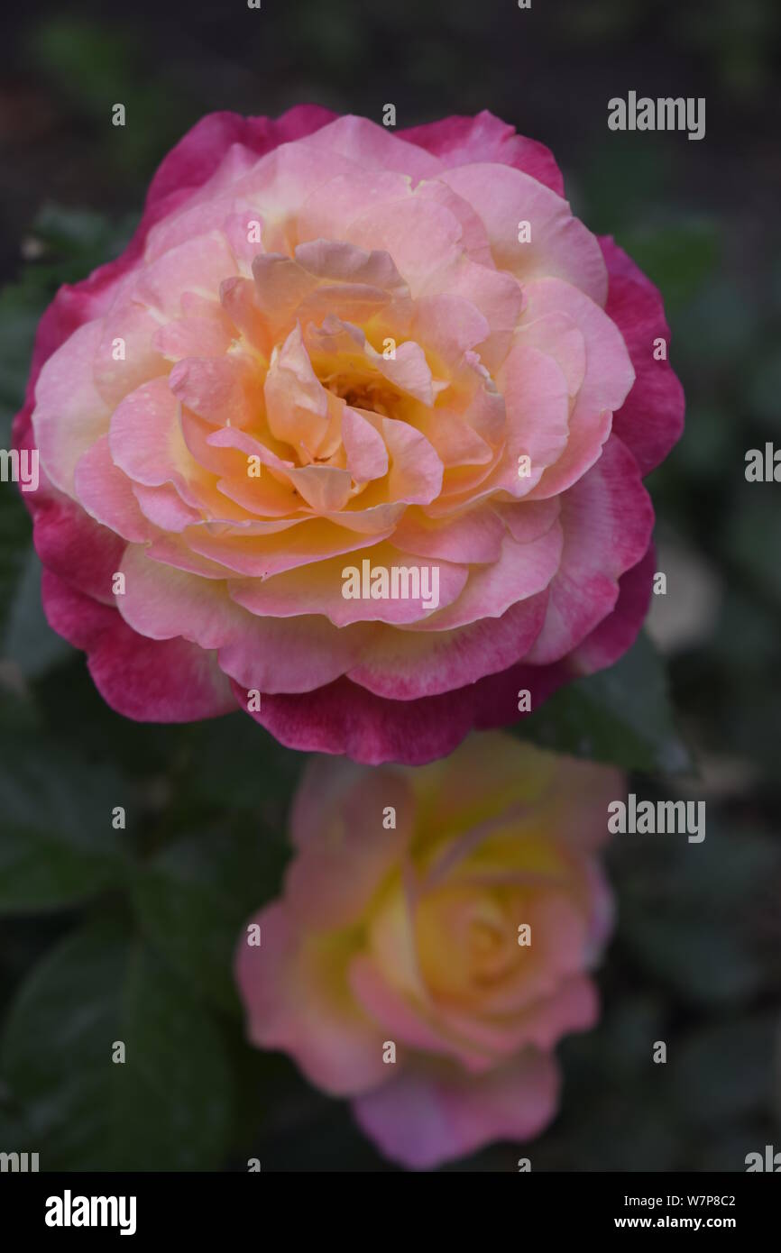 Floribunda, Rose, noble rose. Yellow and Orange Rose plants. A Plant ...
