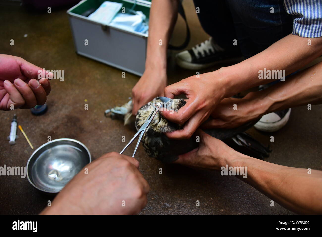 The injured and sick saker falcon, the national bird in Mongolia, is ...