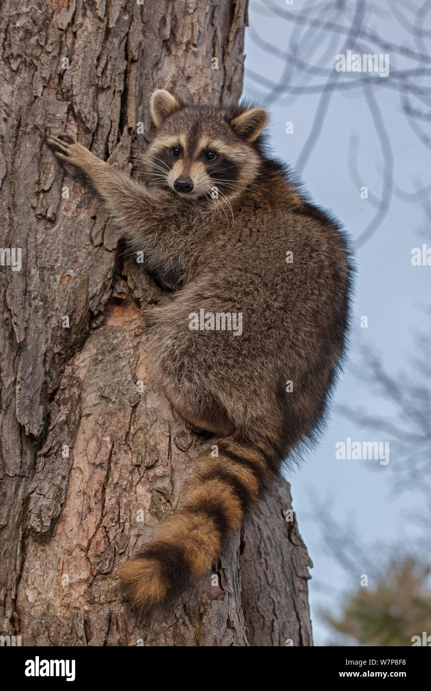 Raccoon (Procyon lotor) climbing tree, New York, USA Stock Photo - Alamy