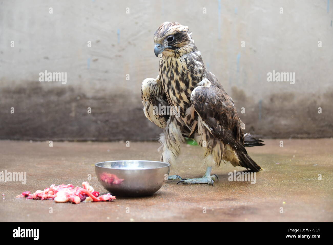 The injured and sick saker falcon, the national bird in Mongolia, is ...