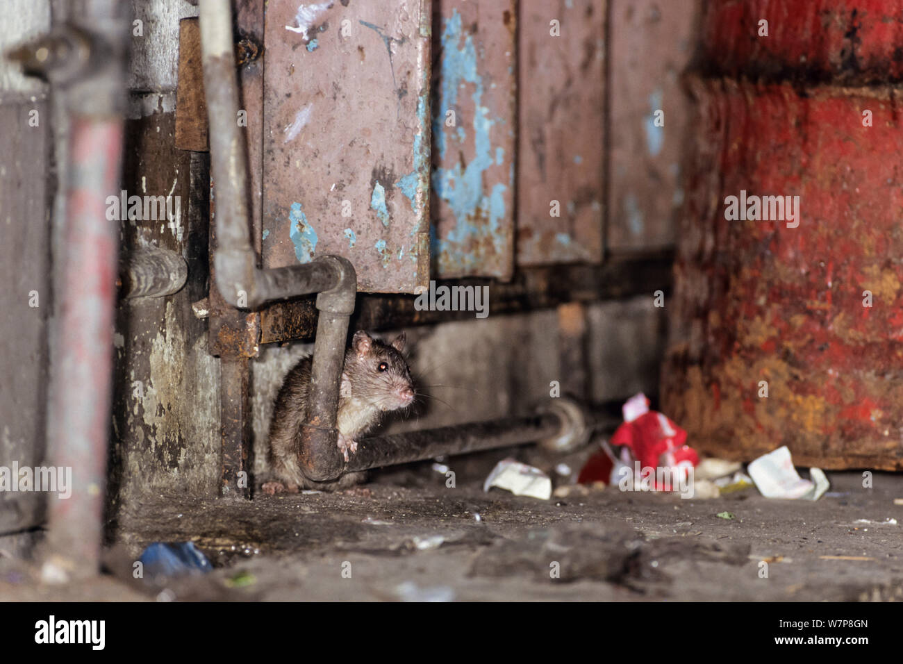 The rodents of asia hi-res stock photography and images - Alamy