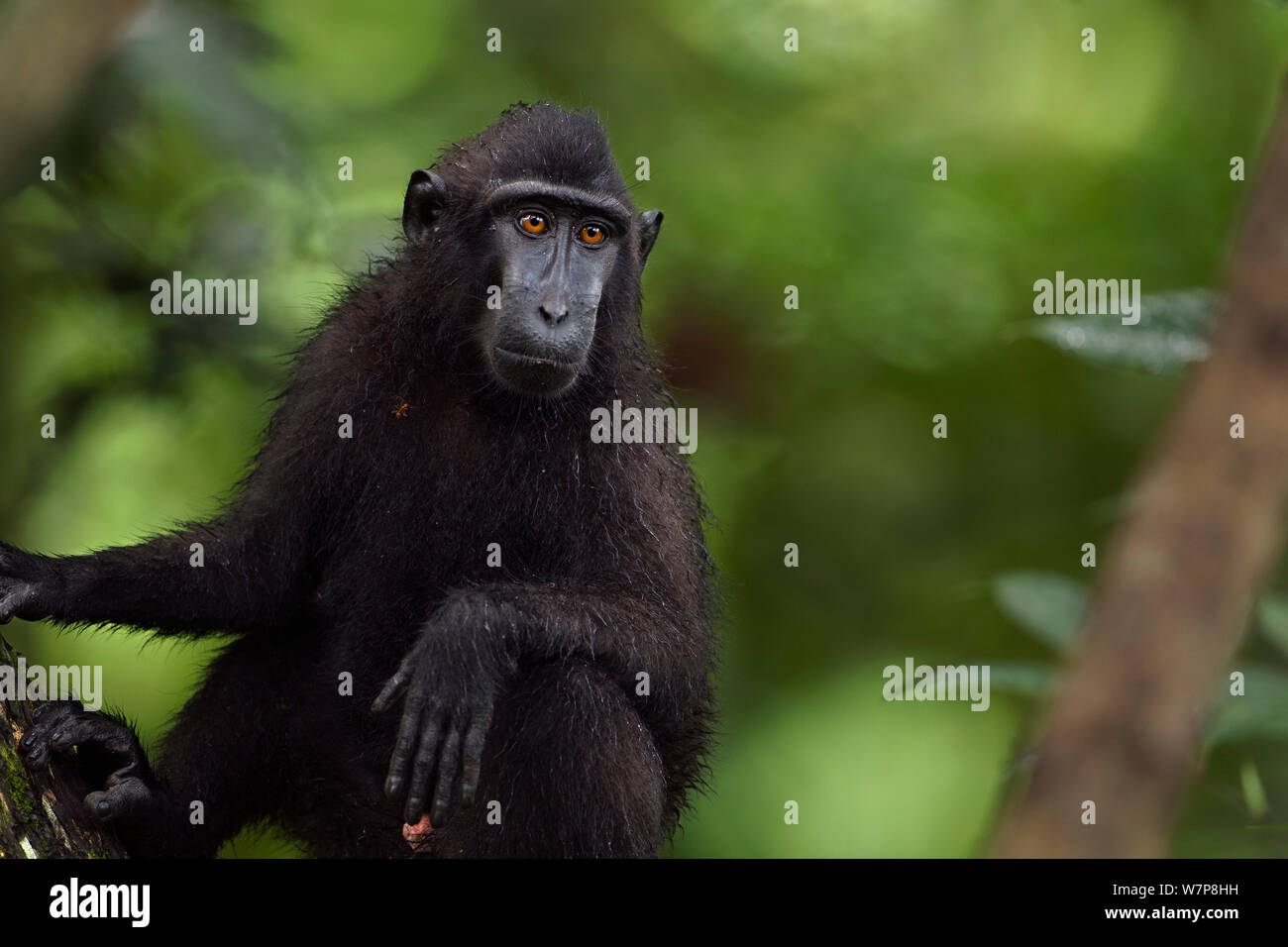 Celebes / Black crested macaque (Macaca nigra) juvenile male wet from ...