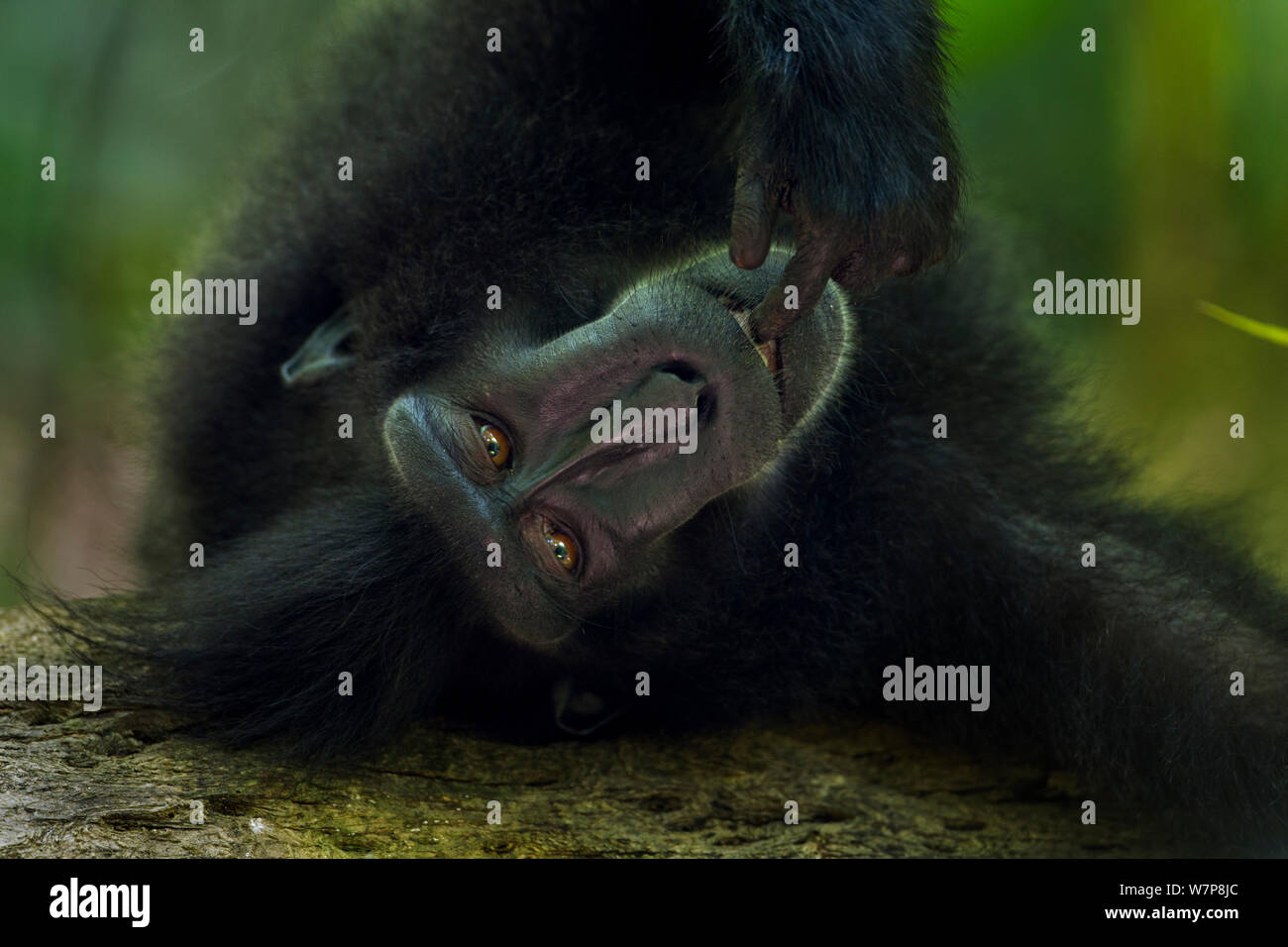 Celebes / Black crested macaque (Macaca nigra) sub-adult male resting ...