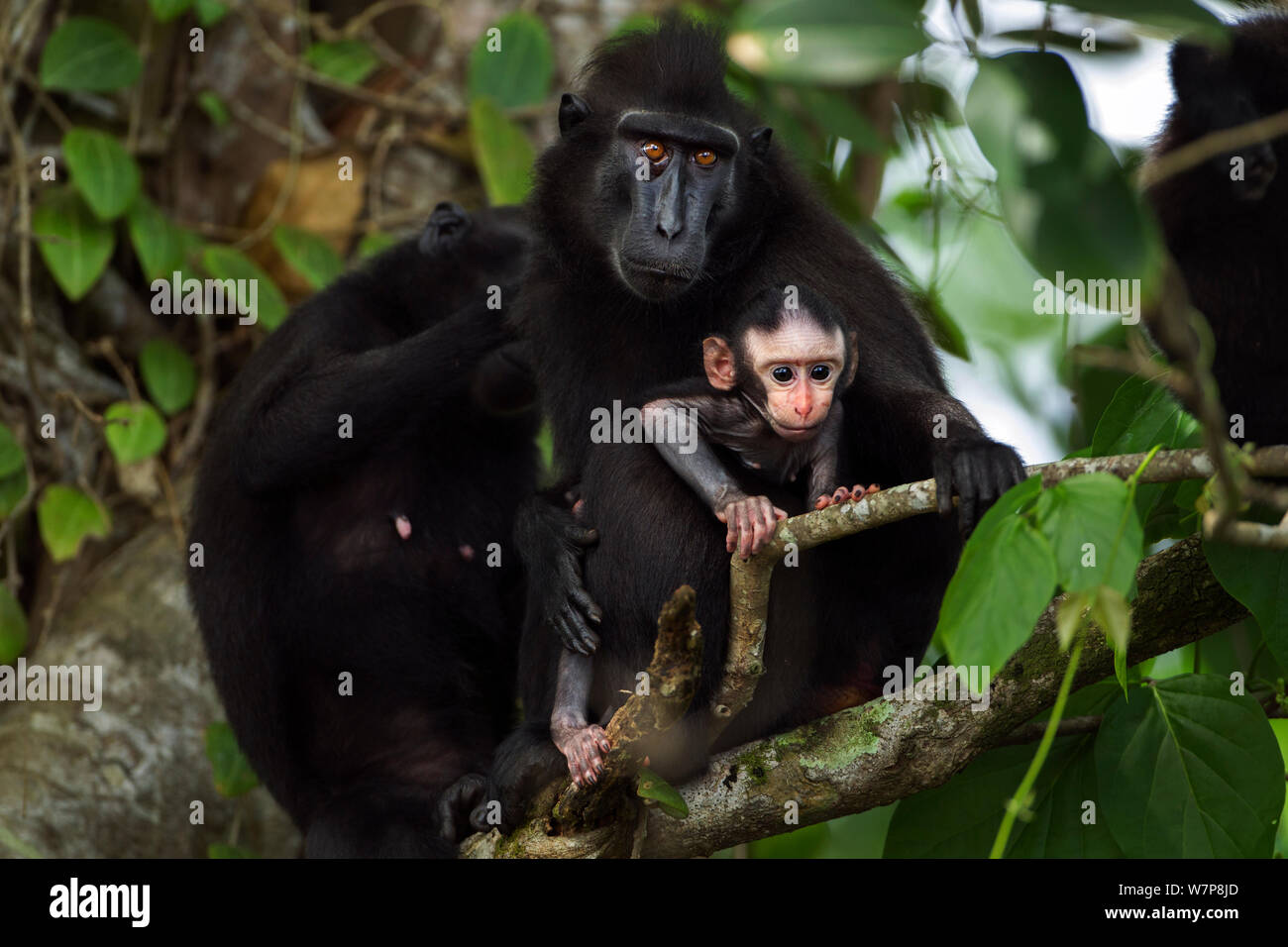 Celebes / Black crested macaque (Macaca nigra) female with her baby ...