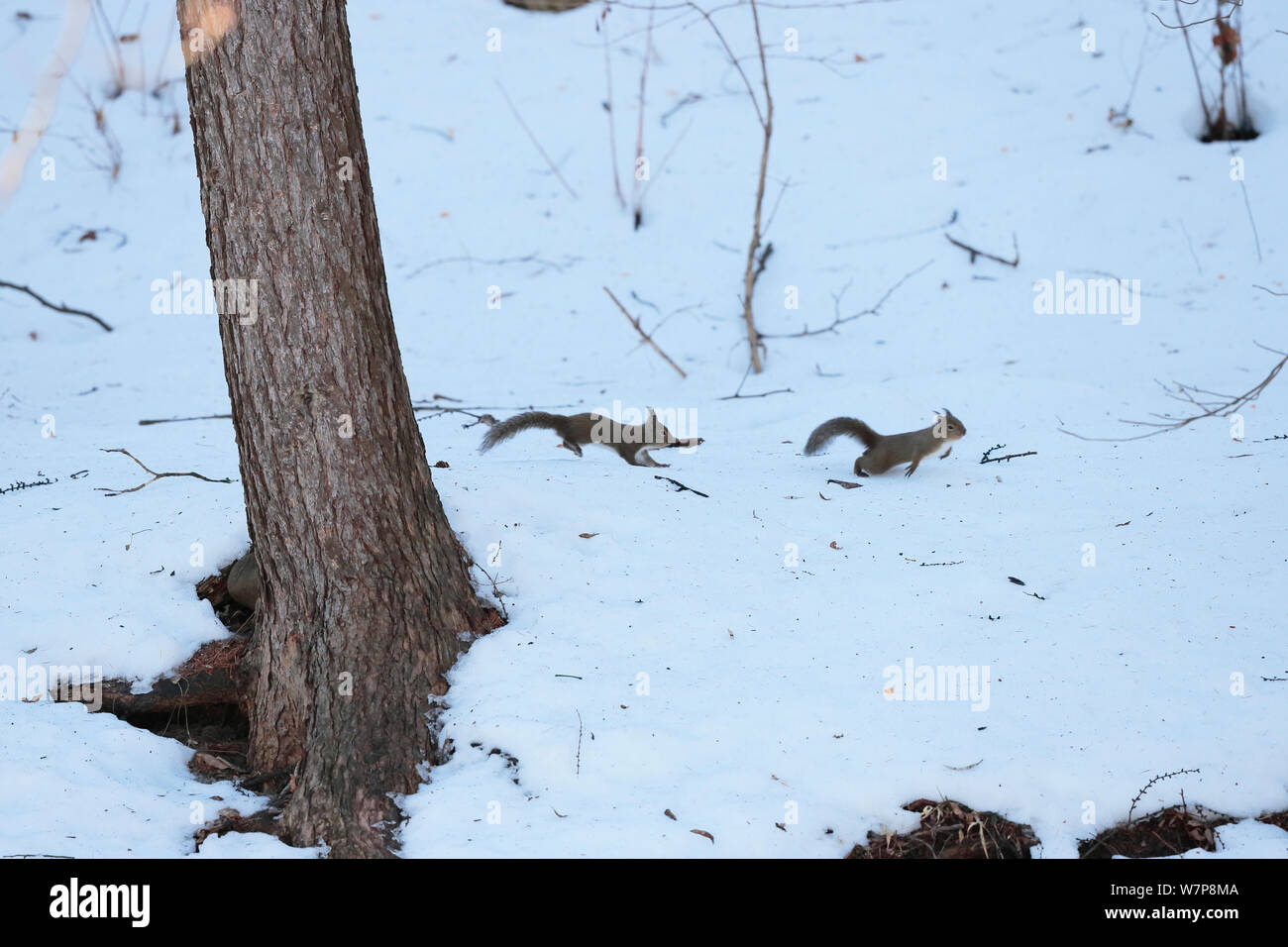 Sciurus lis hi-res stock photography and images - Alamy