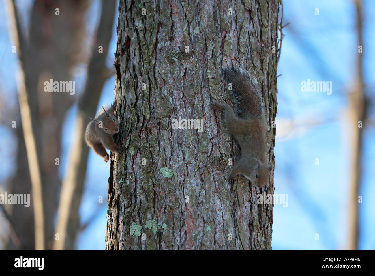 Japanese Squirrels (Sciurus lis) in courtship chase, Yatsugakake-Mt ...