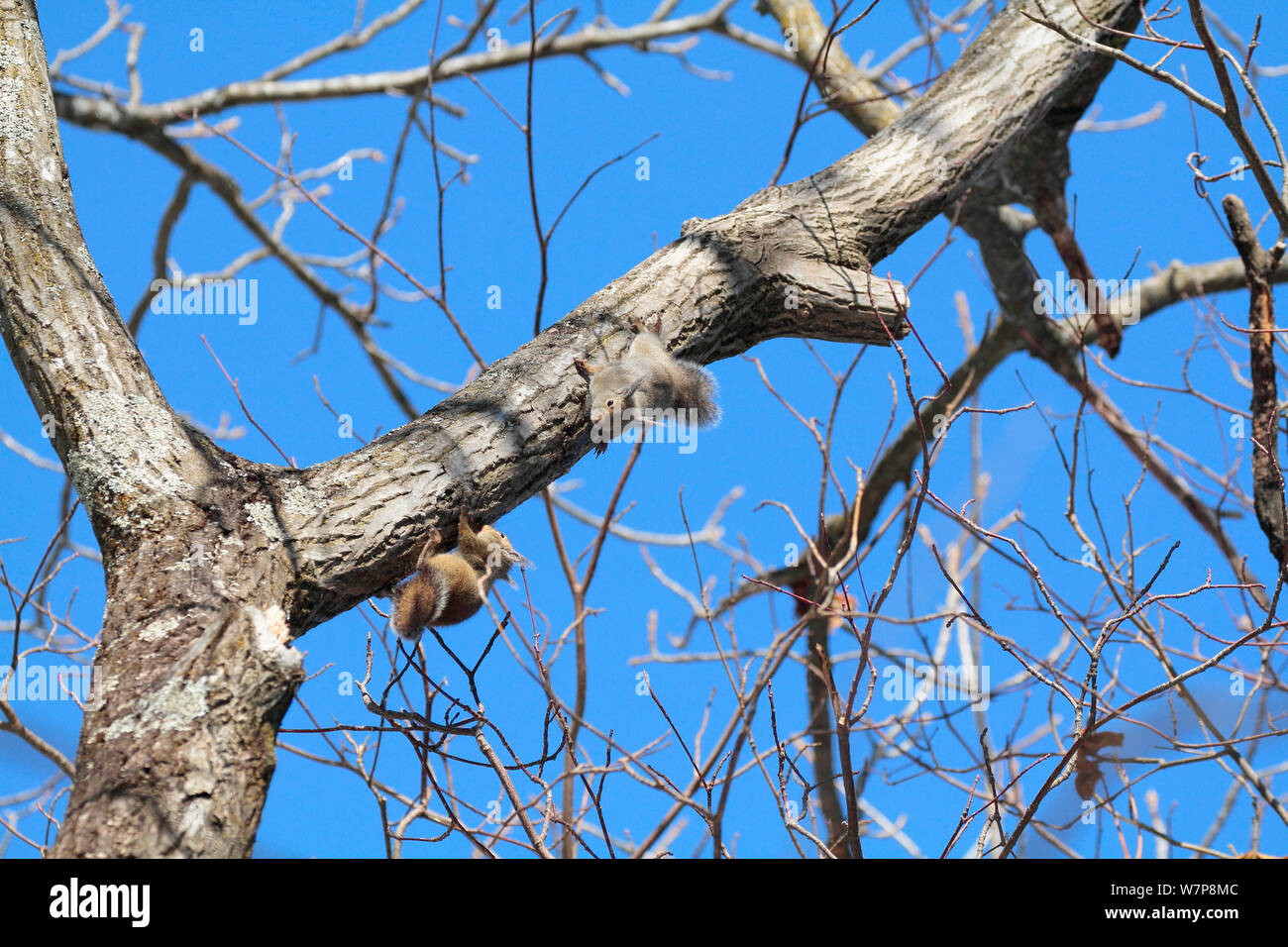 Japanese Squirrels (Sciurus lis) in courtship chase, Yatsugakake-Mt ...