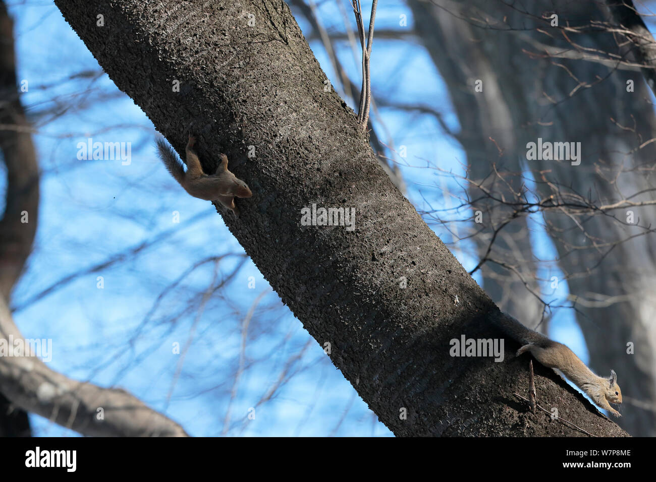 Japanese Squirrels (Sciurus lis) in courtship chase, Yatsugakake-Mt ...