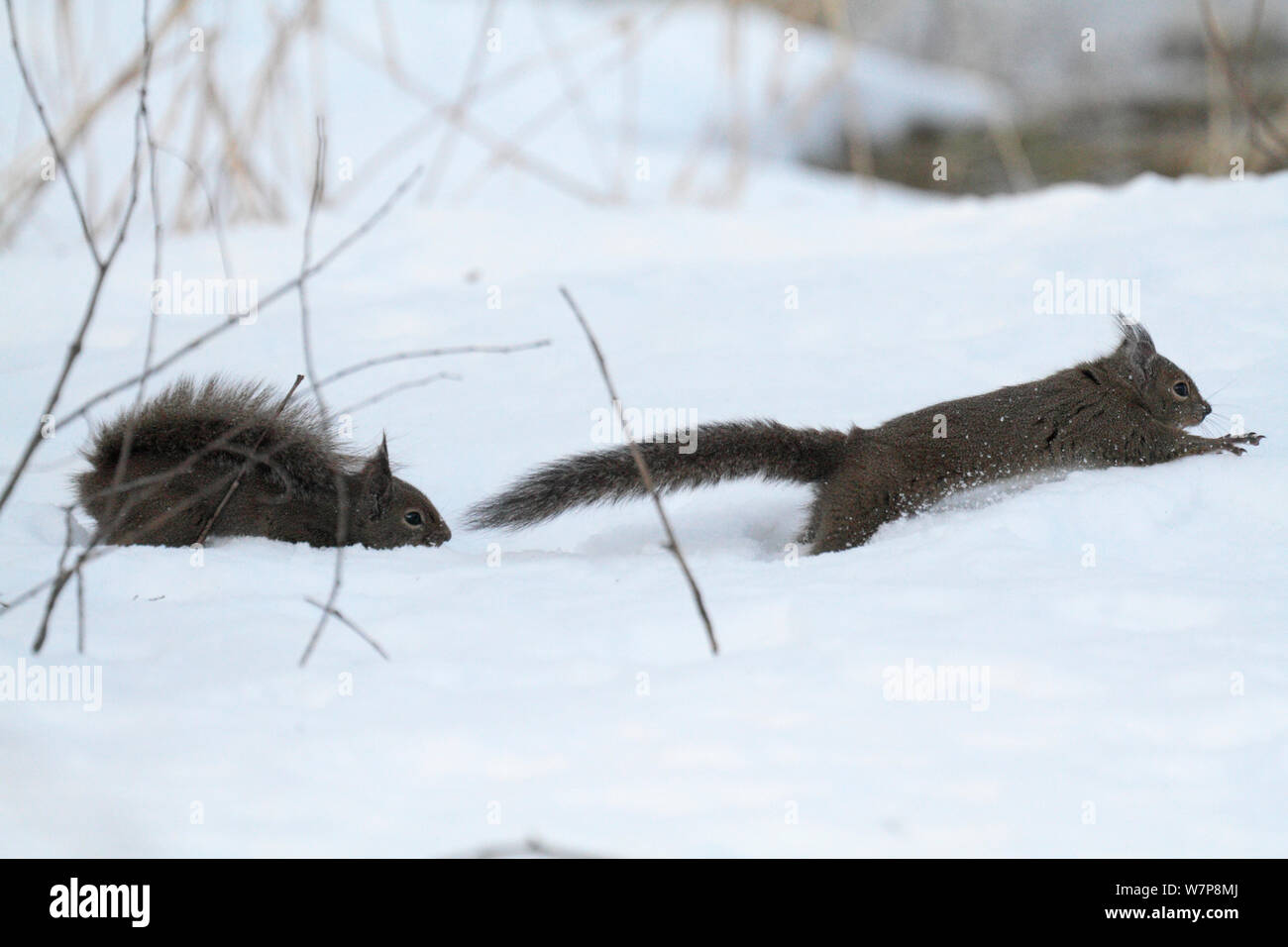 Japanese Squirrels (Sciurus lis) in courtship chase, Yatsugakake-Mt ...