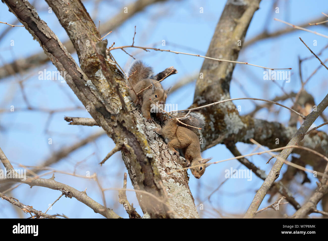 Mt yatsugakake hi-res stock photography and images - Alamy