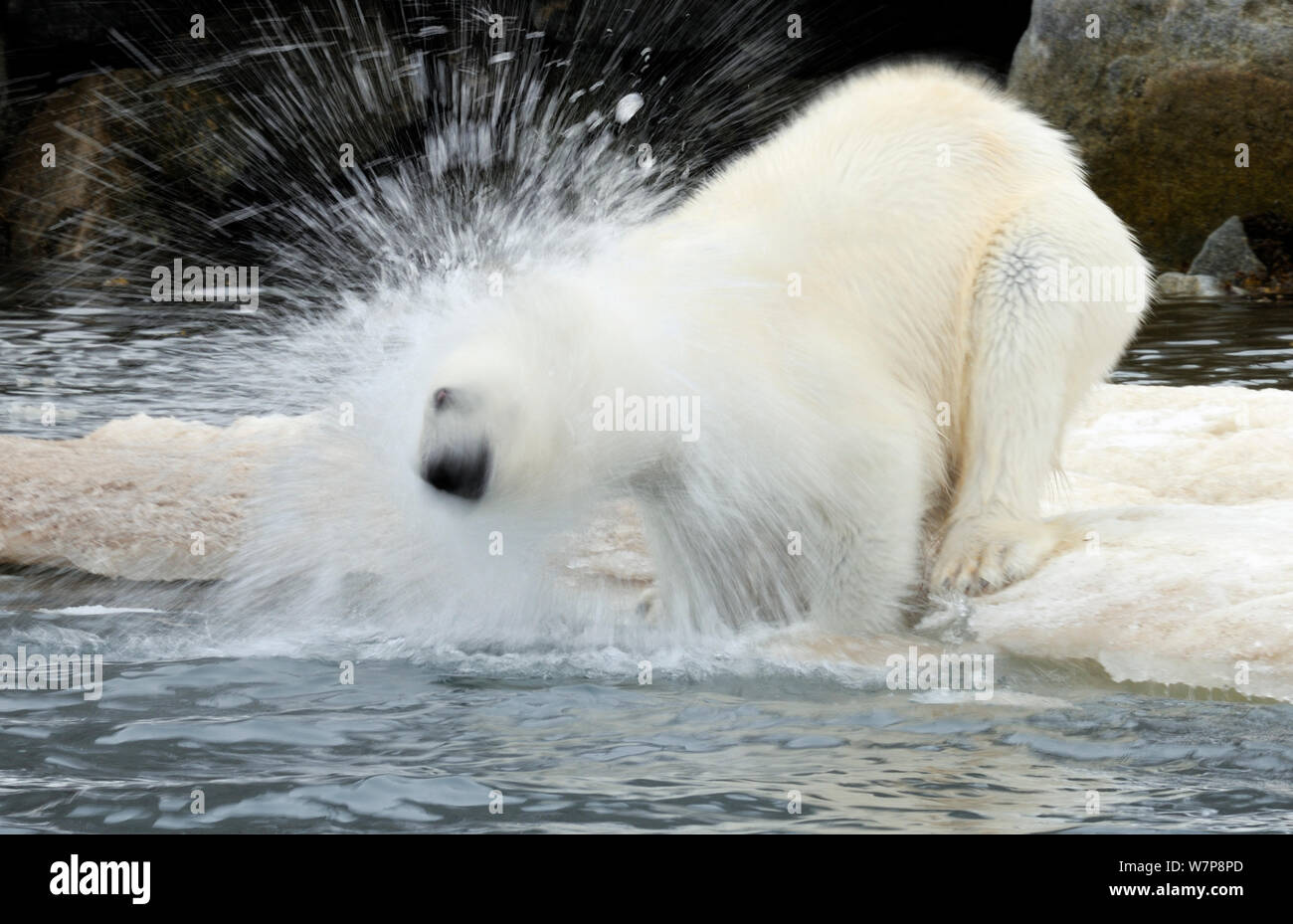 Polar Bear (Ursus maritimus) shaking off water at ice edge, Svalbard ...