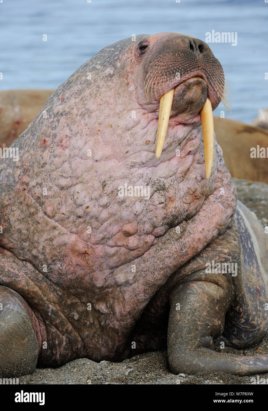 Walrus (Odobenus rosmaris) resting portrait, Svalbard, Norway Stock ...