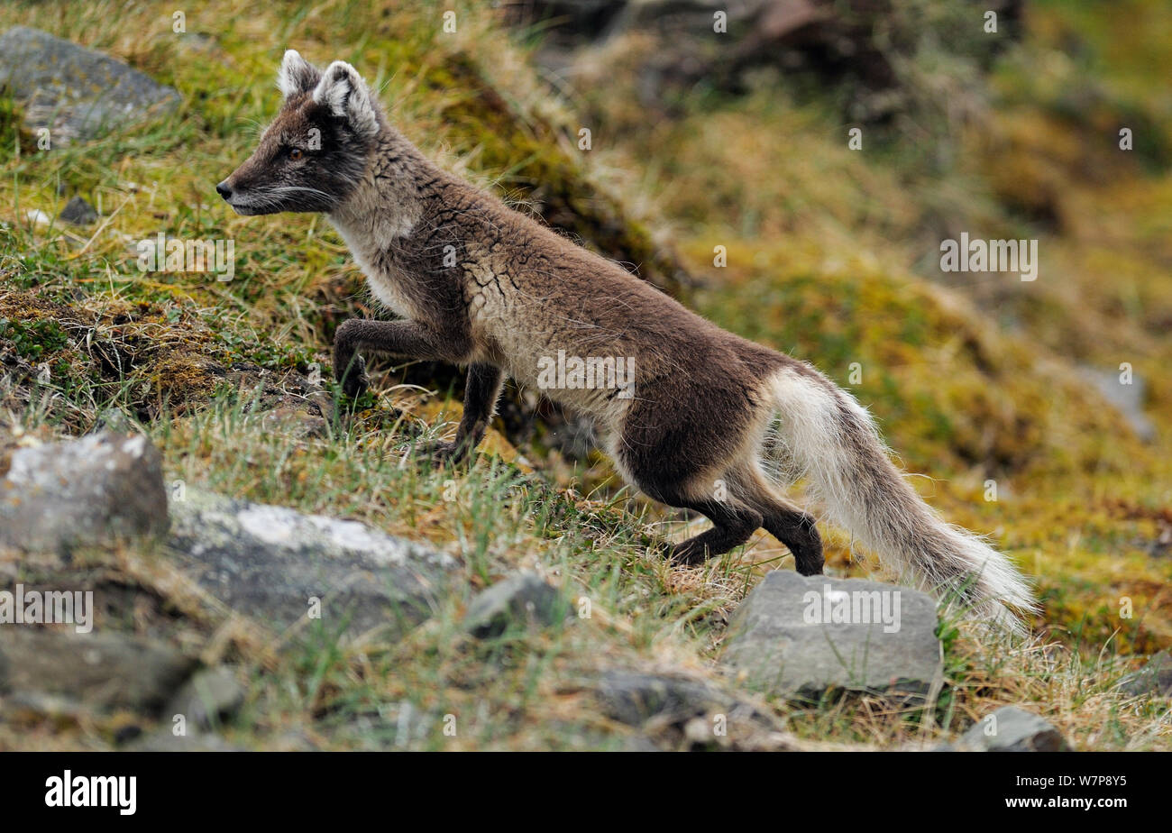 Fox stalking prey hi-res stock photography and images - Alamy