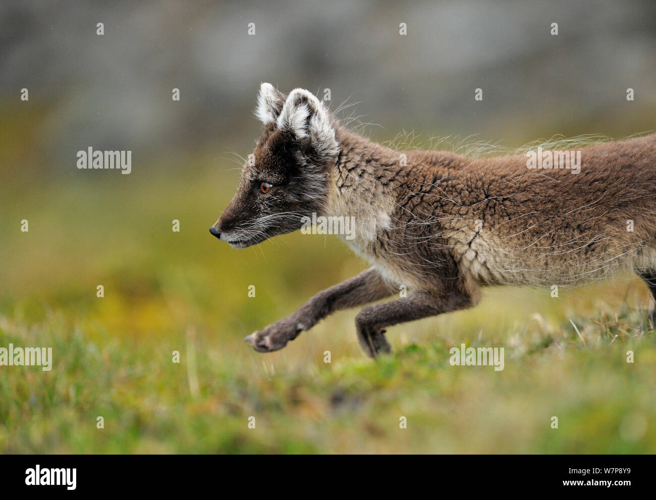 Arctic fox (Alopex lagopus) running profile, Svalbard, Norway Stock ...